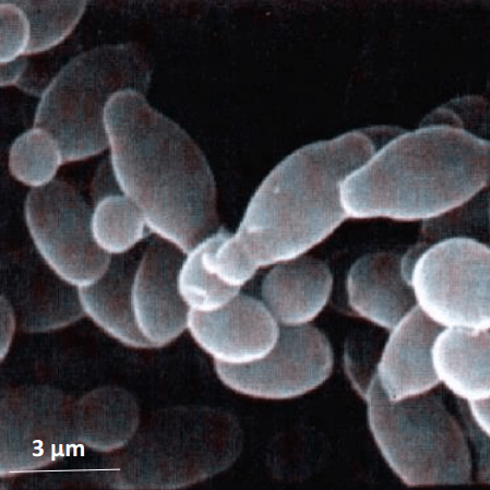 Natuurwijn en de invloed van wilde gisten | WijnWetenschap